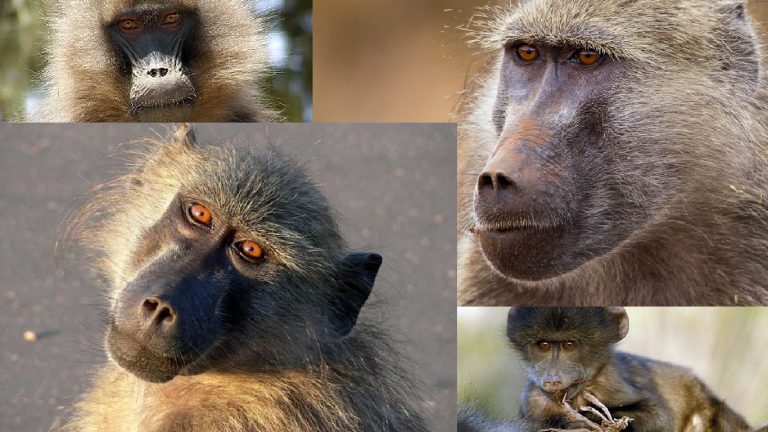 Races de Singe | Blog Singe