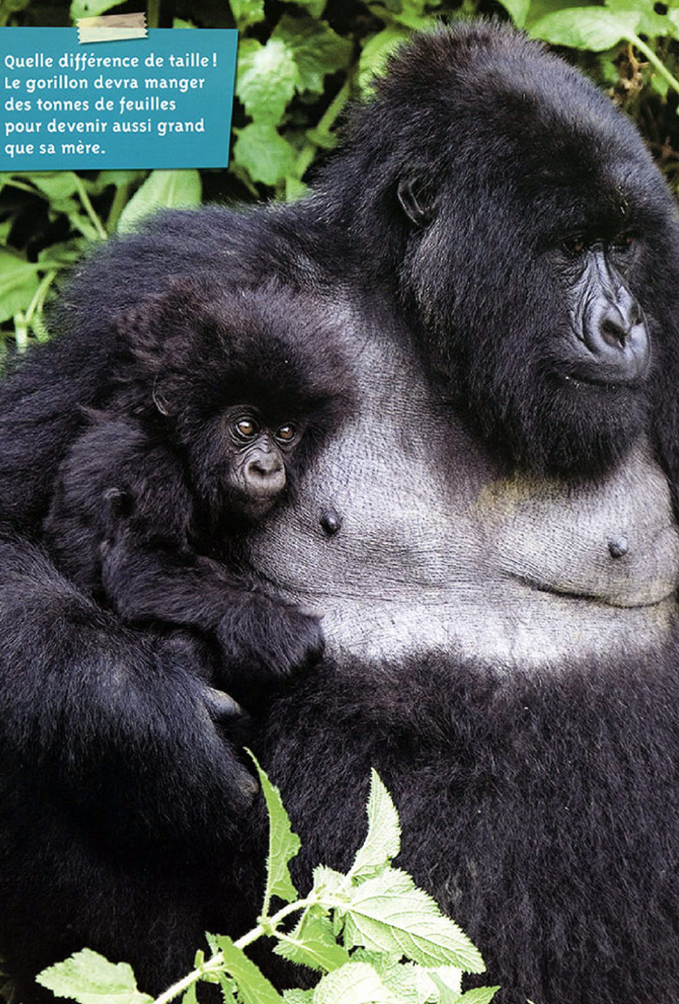 Un bébé bien protégé | Blog Singe