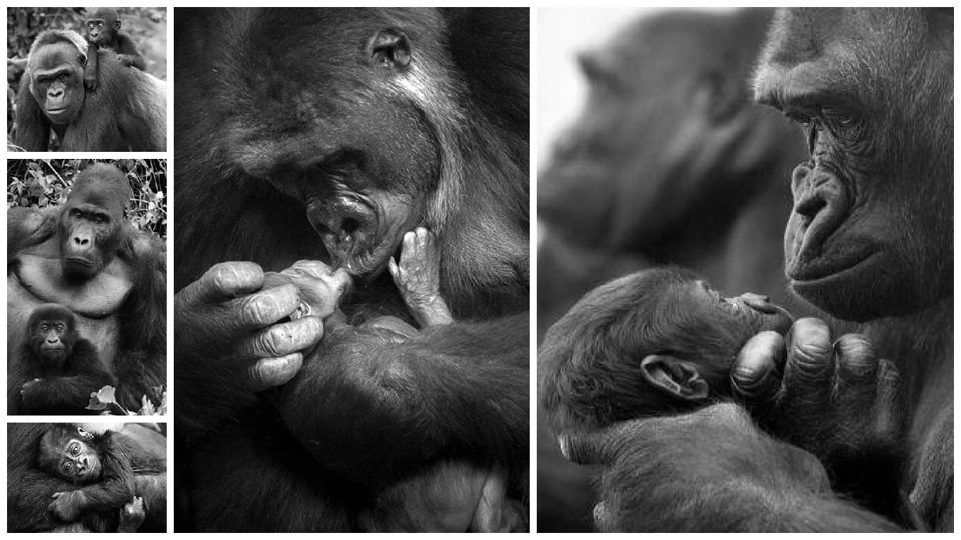 Les jeux du gorillon | Blog Singe