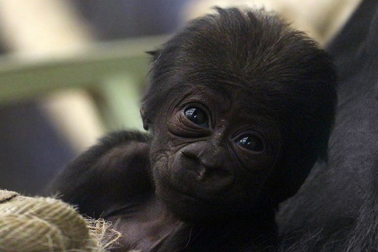 Photos de Gorillons | Blog Singe