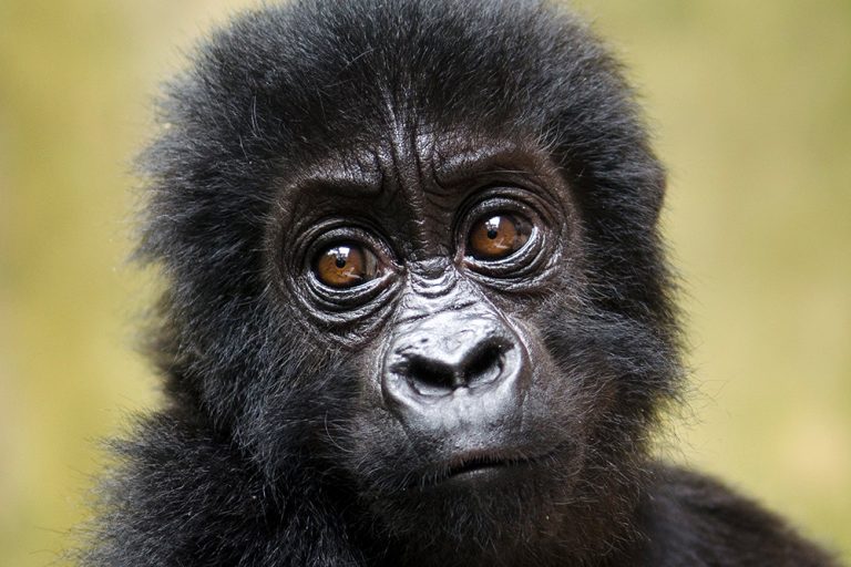 Photos de Gorillons | Blog Singe