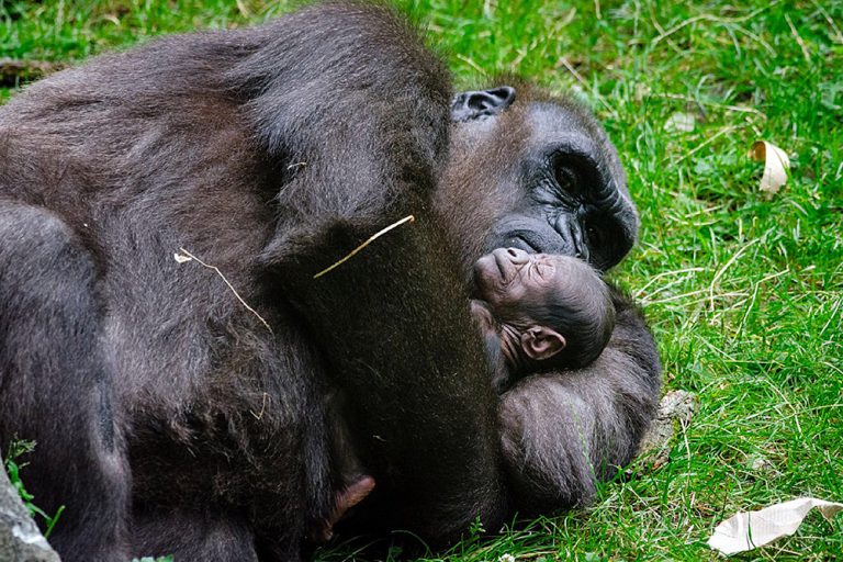 Photos de Gorillons | Blog Singe