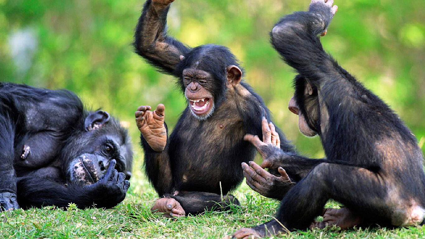 Le langage du chimpanzé | Blog Singe