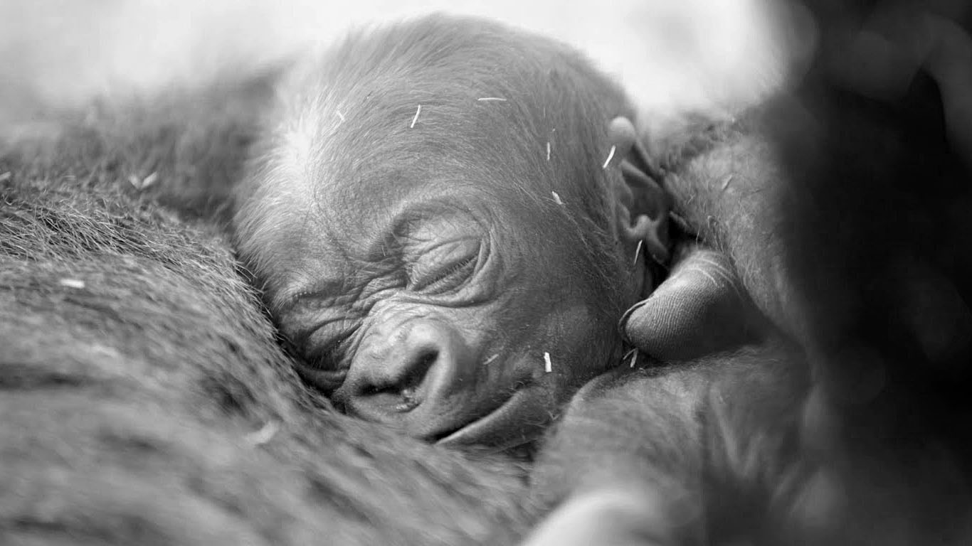 Photos de Gorillons | Blog Singe