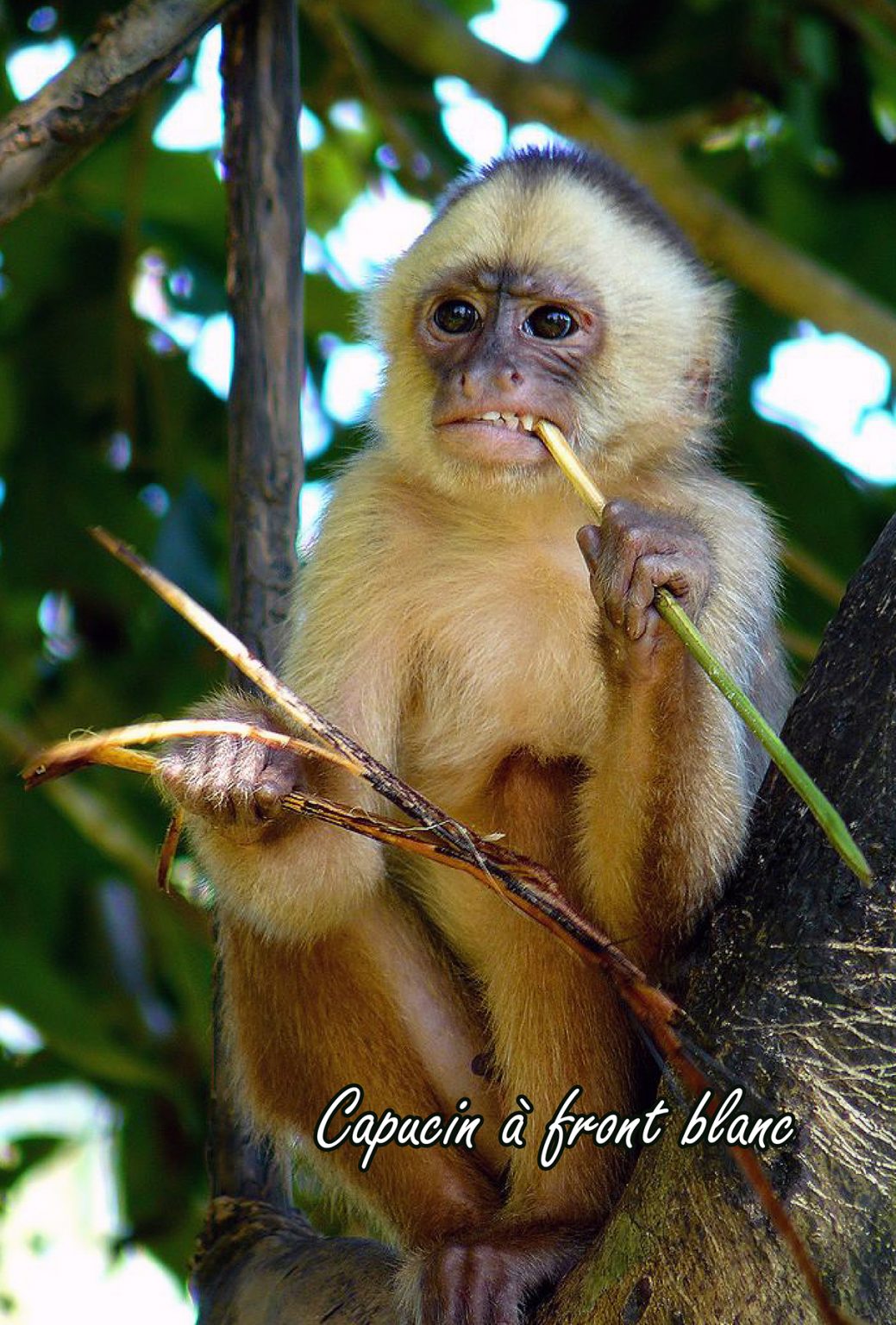 Le capucin | Blog Singe