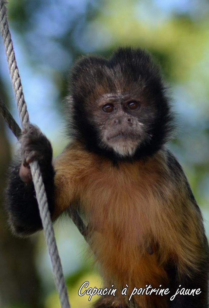 Le capucin | Blog Singe