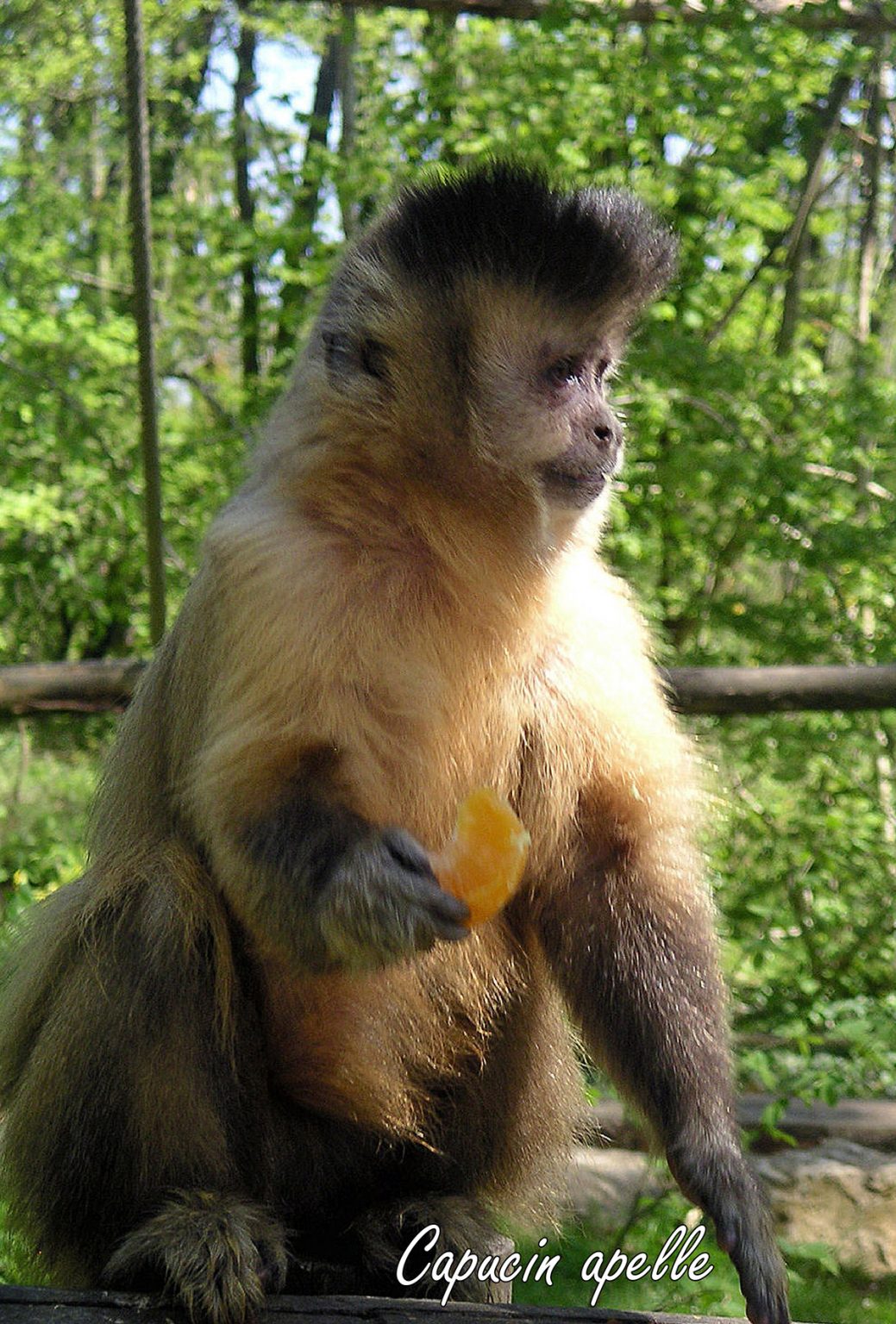 Le capucin | Blog Singe