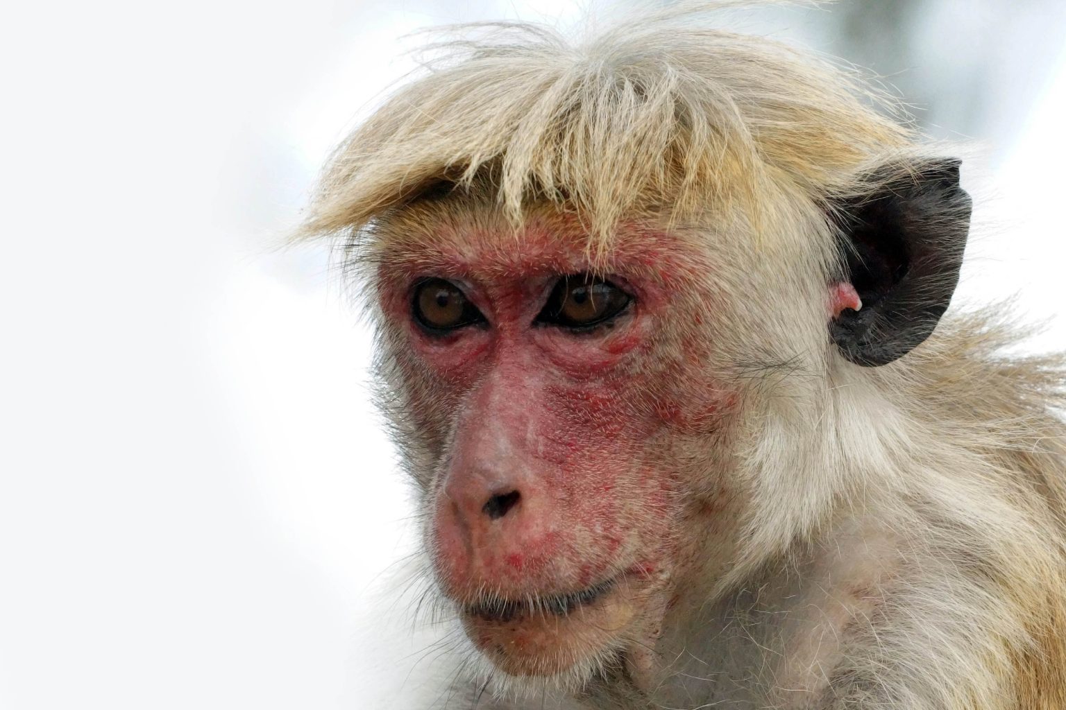 Le macaque | Blog Singe