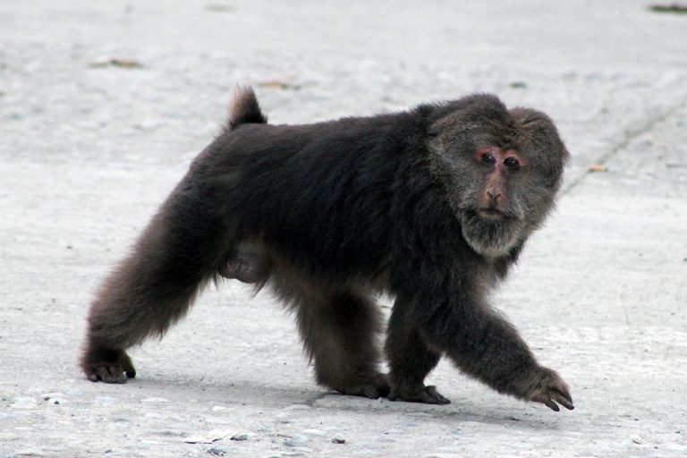 Le macaque | Blog Singe