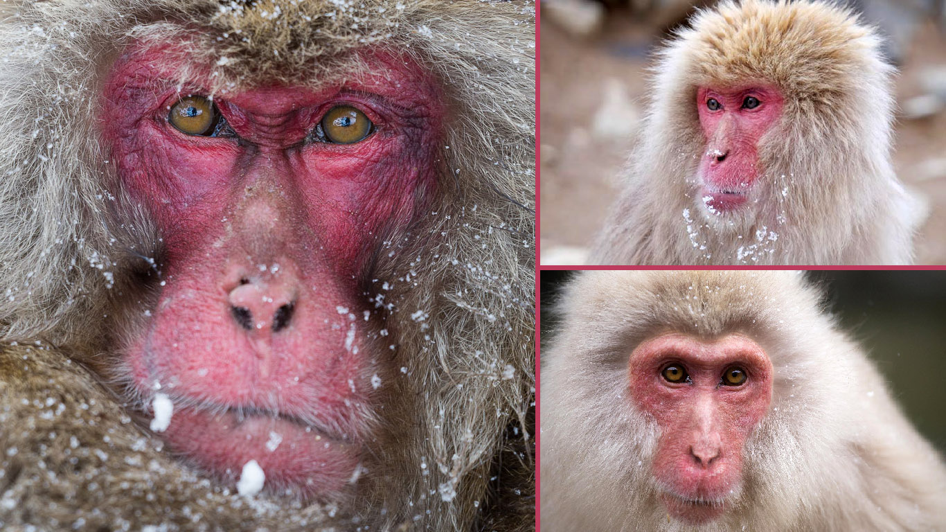 Le macaque | Blog Singe