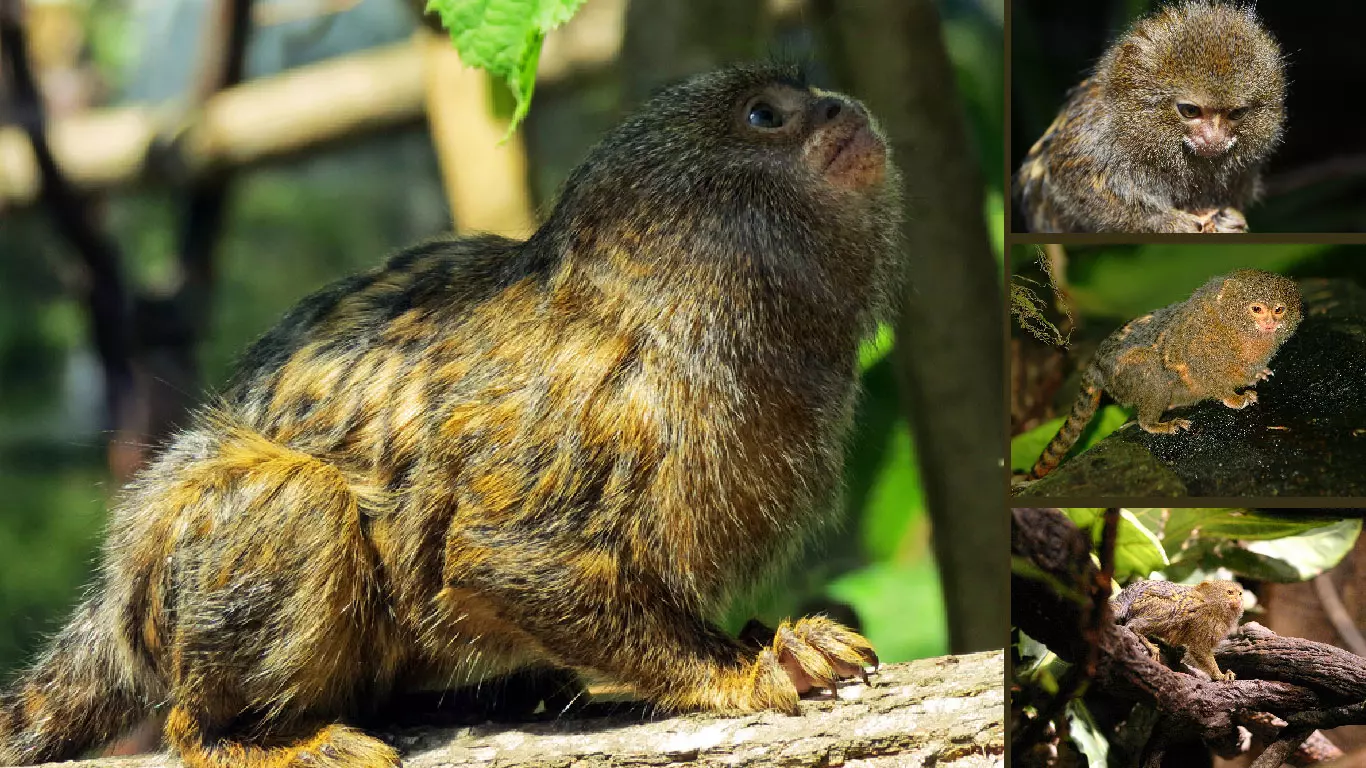 Le marmouset ou ouistitis | Blog Singe