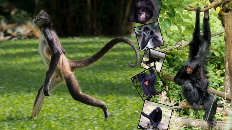 Un singe à cinq pattes | Blog Singe