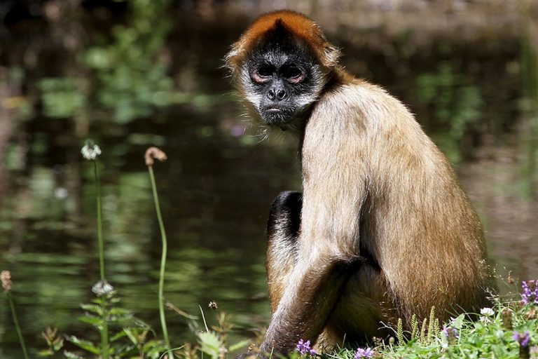 Le singe araignée | Blog Singe