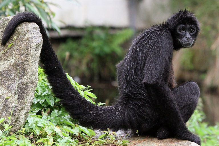 Le singe araignée | Blog Singe