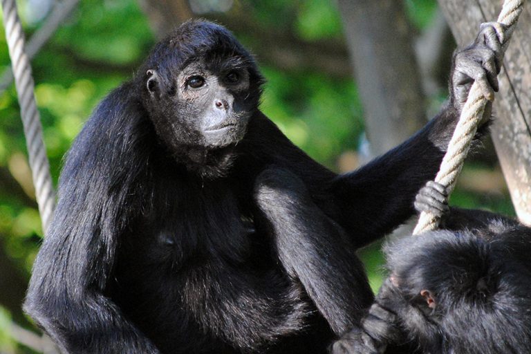 Le singe araignée | Blog Singe