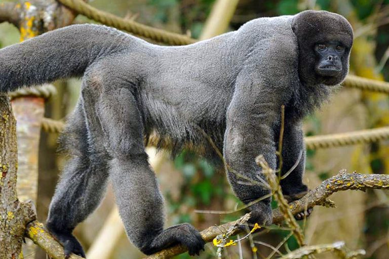 Le singe araignée | Blog Singe