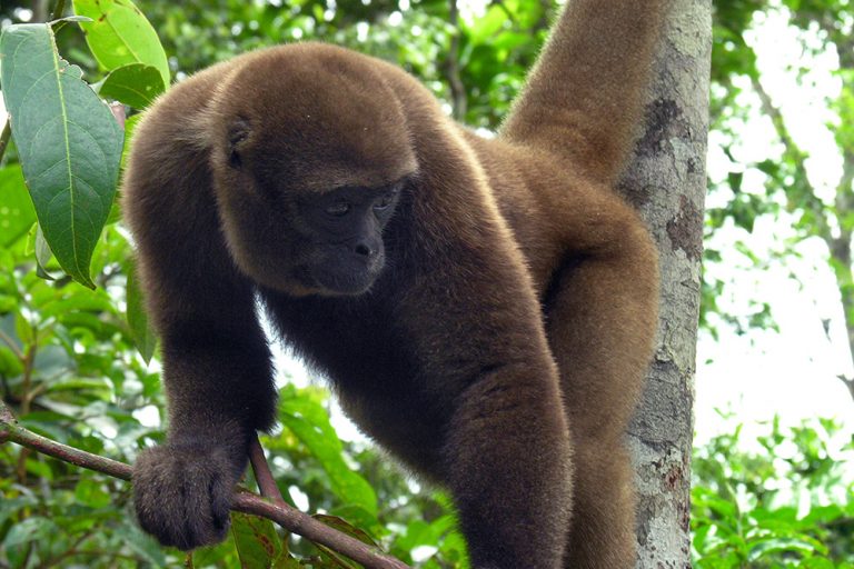 Le singe araignée | Blog Singe