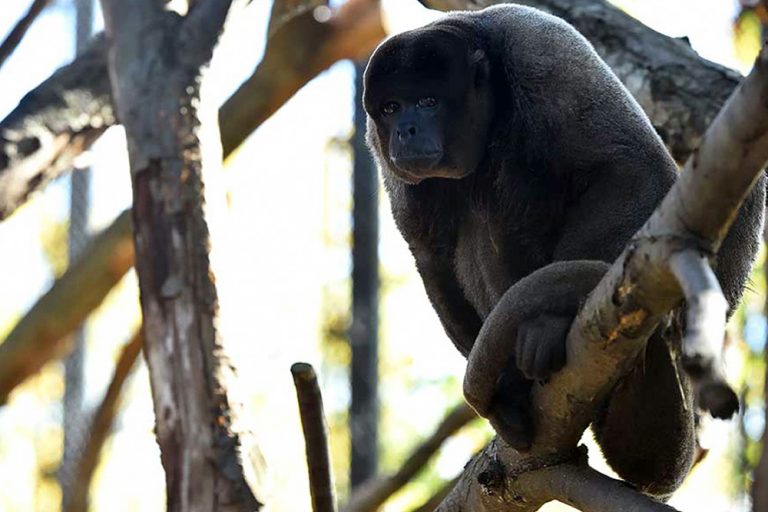 Le singe araignée | Blog Singe