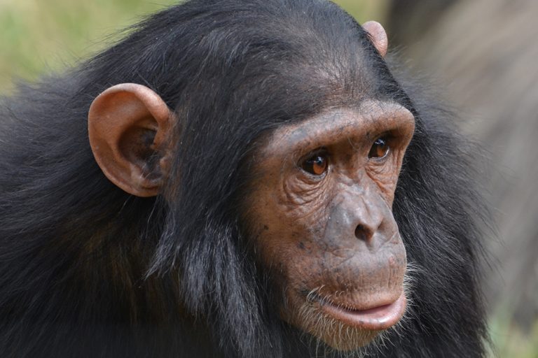 Les grands singes | Blog Singe