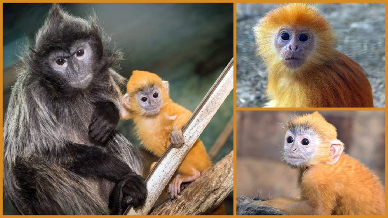 Races de Singe | Blog Singe